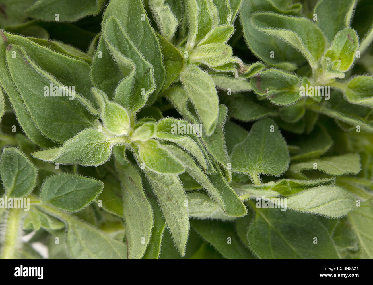 Green herb oregano closeup background Stock Photo - Alamy