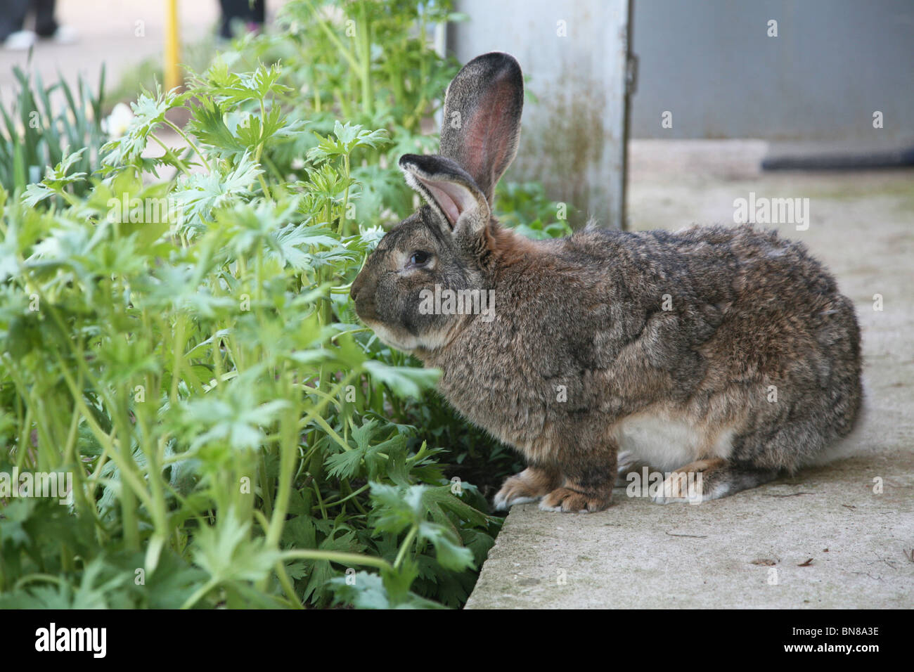 Big grey Rabbit Stock Photo - Alamy