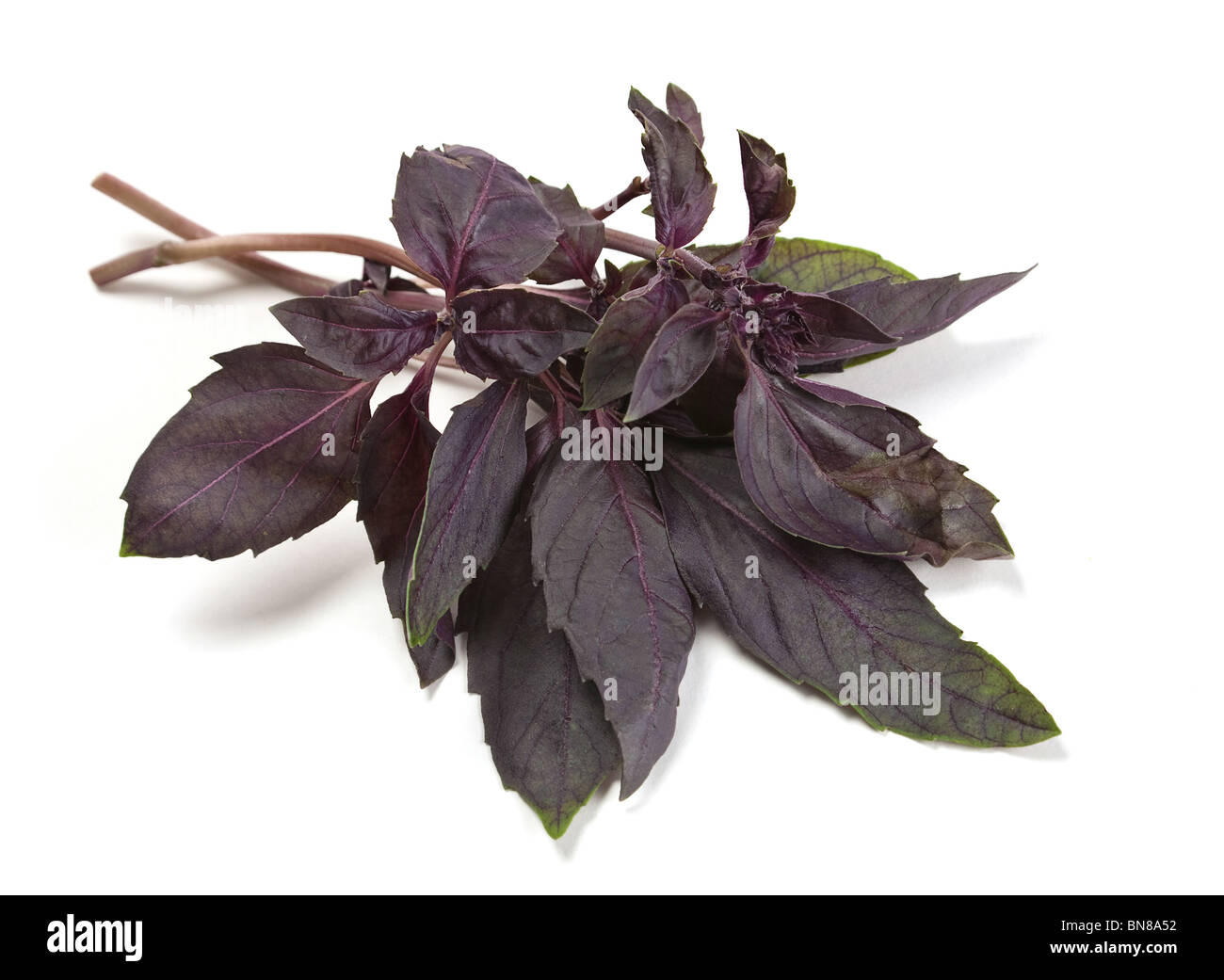 Fresh red basil herb with leaf on white Stock Photo - Alamy