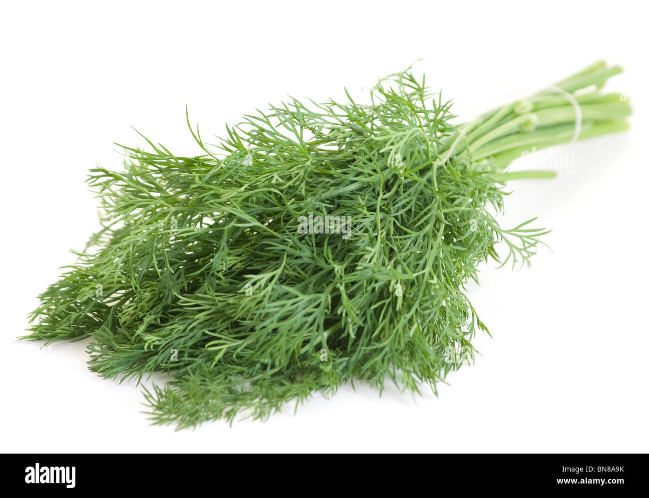 Dill fresh green herb bundle on white Stock Photo - Alamy
