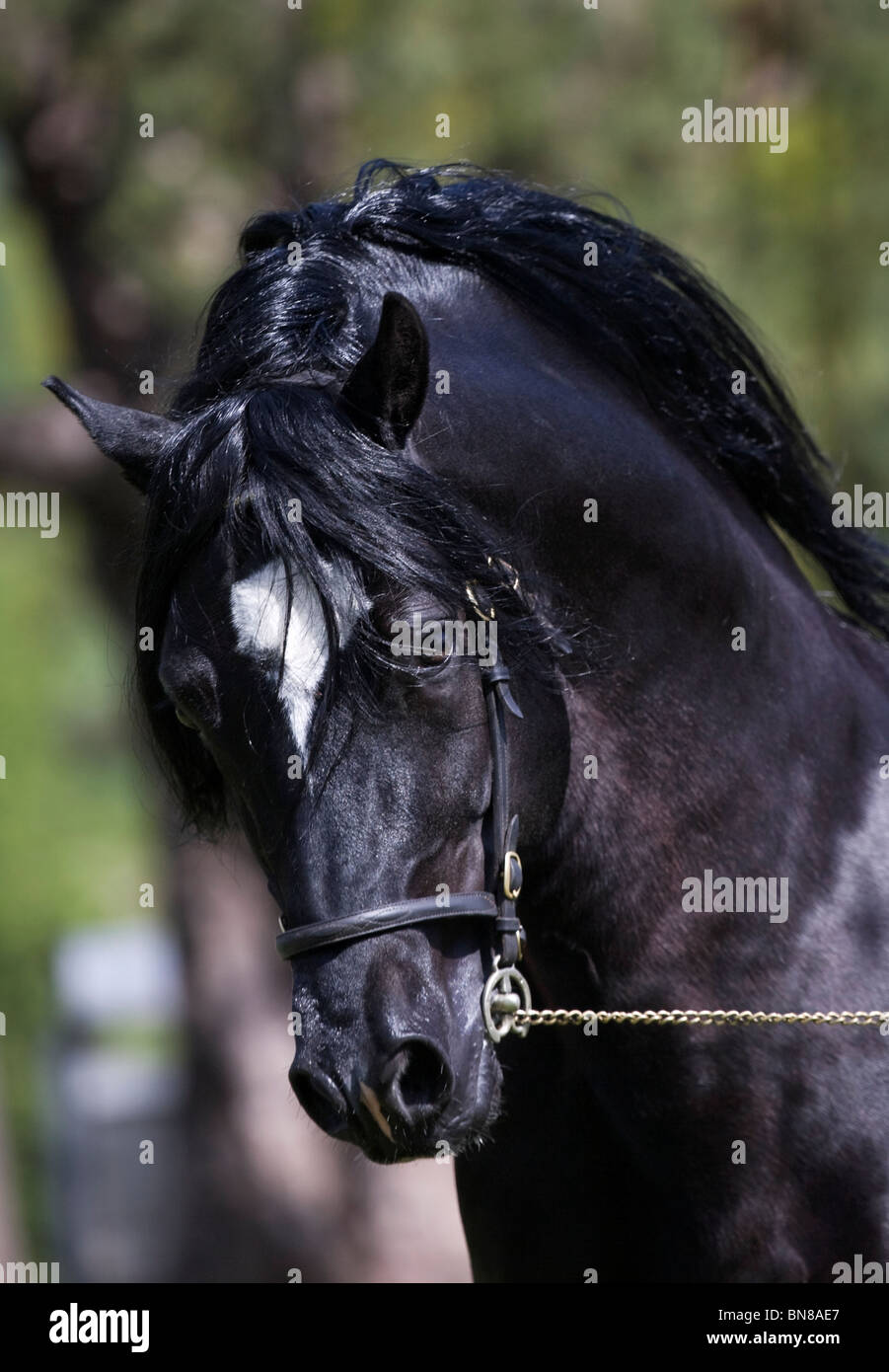 Wales Welsh stallion cob pony beautiful strong Stock Photo - Alamy