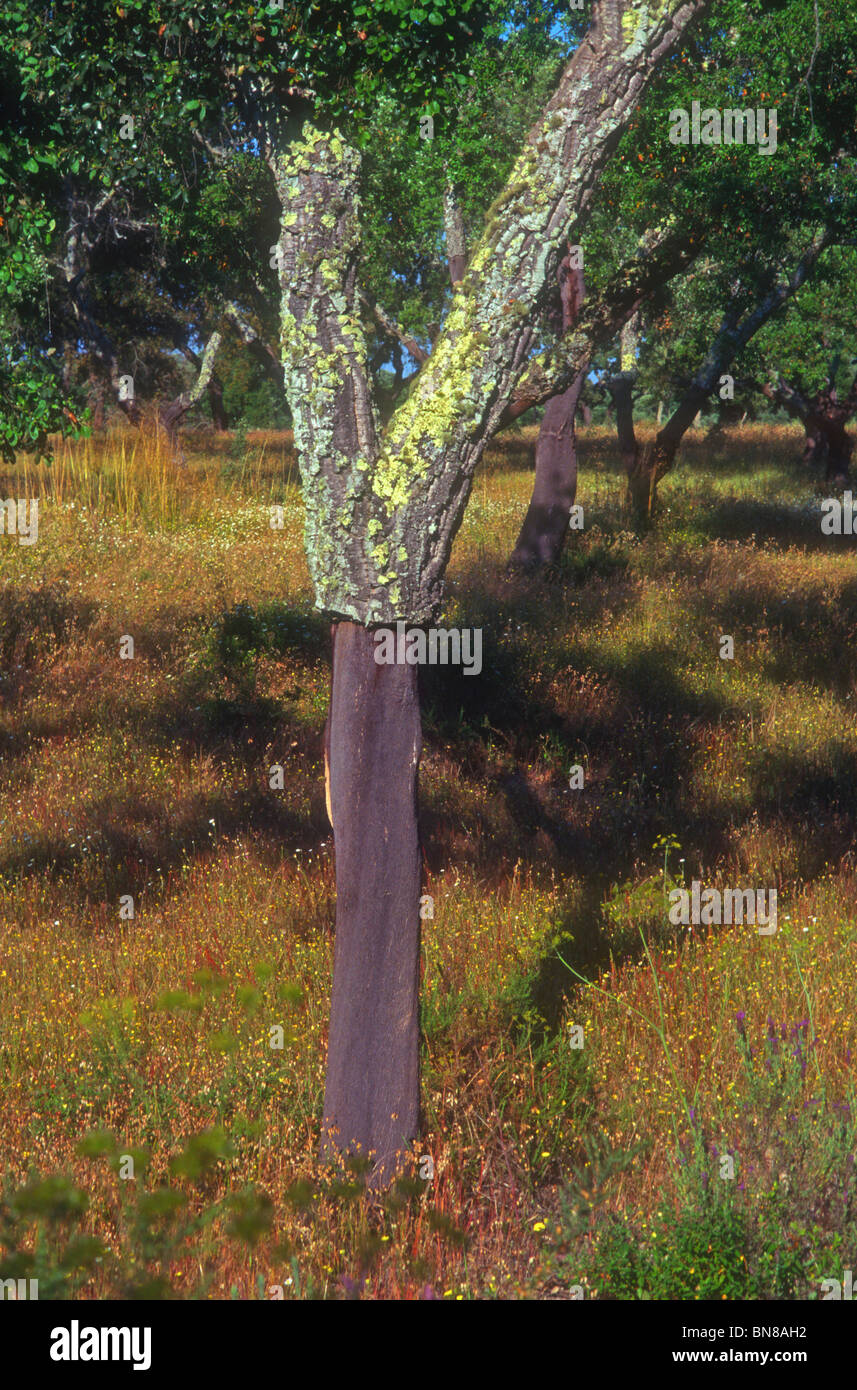 Cambium layer hi-res stock photography and images - Alamy