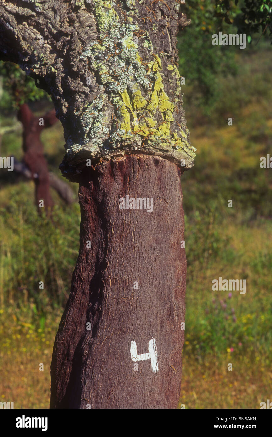 Cambium layer hi-res stock photography and images - Alamy