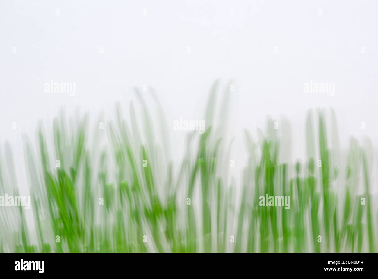 blades of grass in motion Stock Photo - Alamy