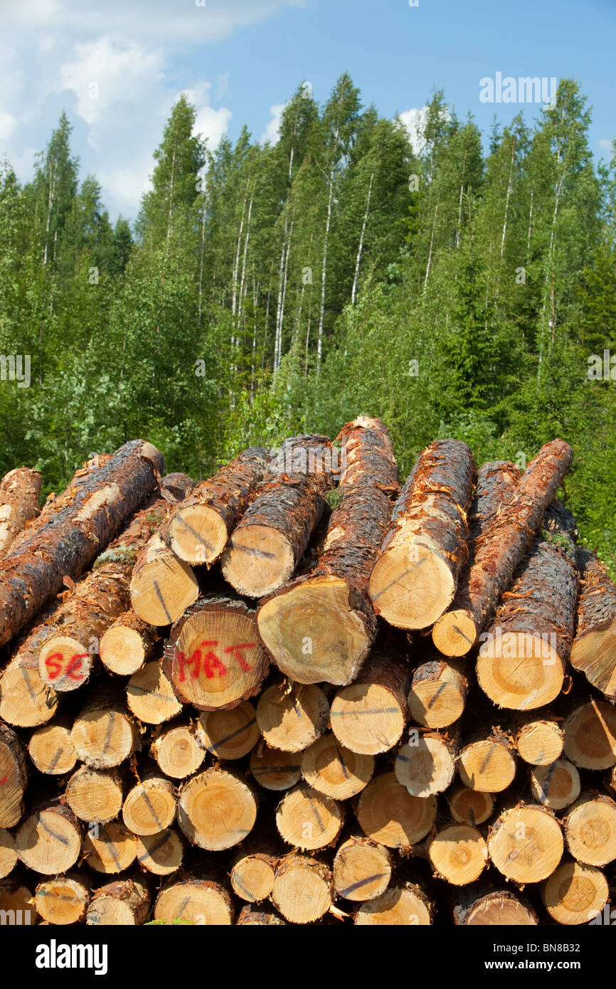 Finnish pine pinus sylvestris forest hi-res stock photography and ...