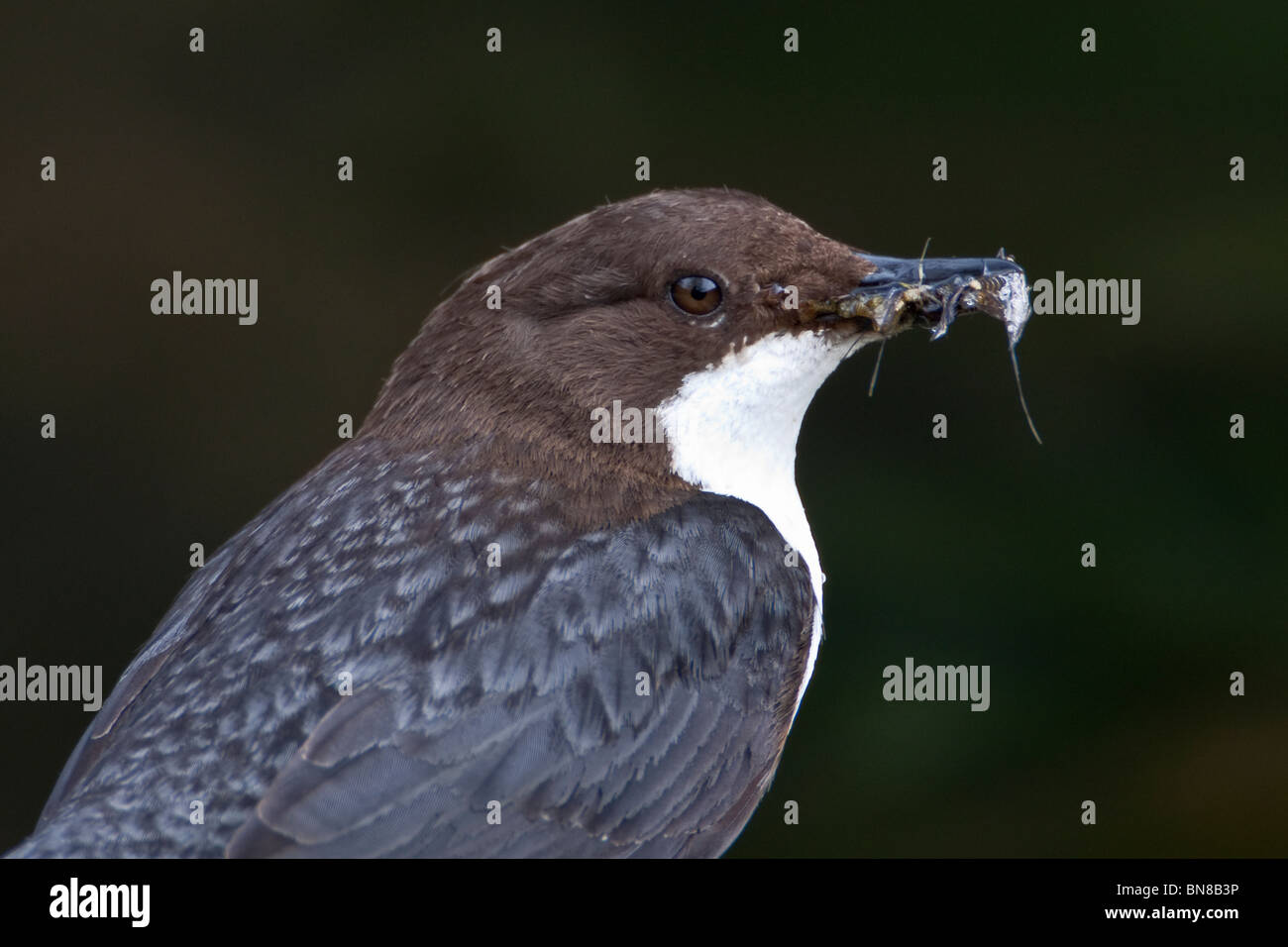 Dipper on the River Alyn, North Wales Stock Photo - Alamy