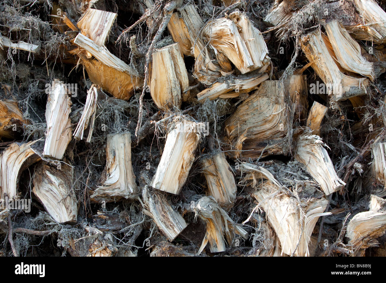 spruce stumps to be burned in energy plant, Finland Stock Photo - Alamy