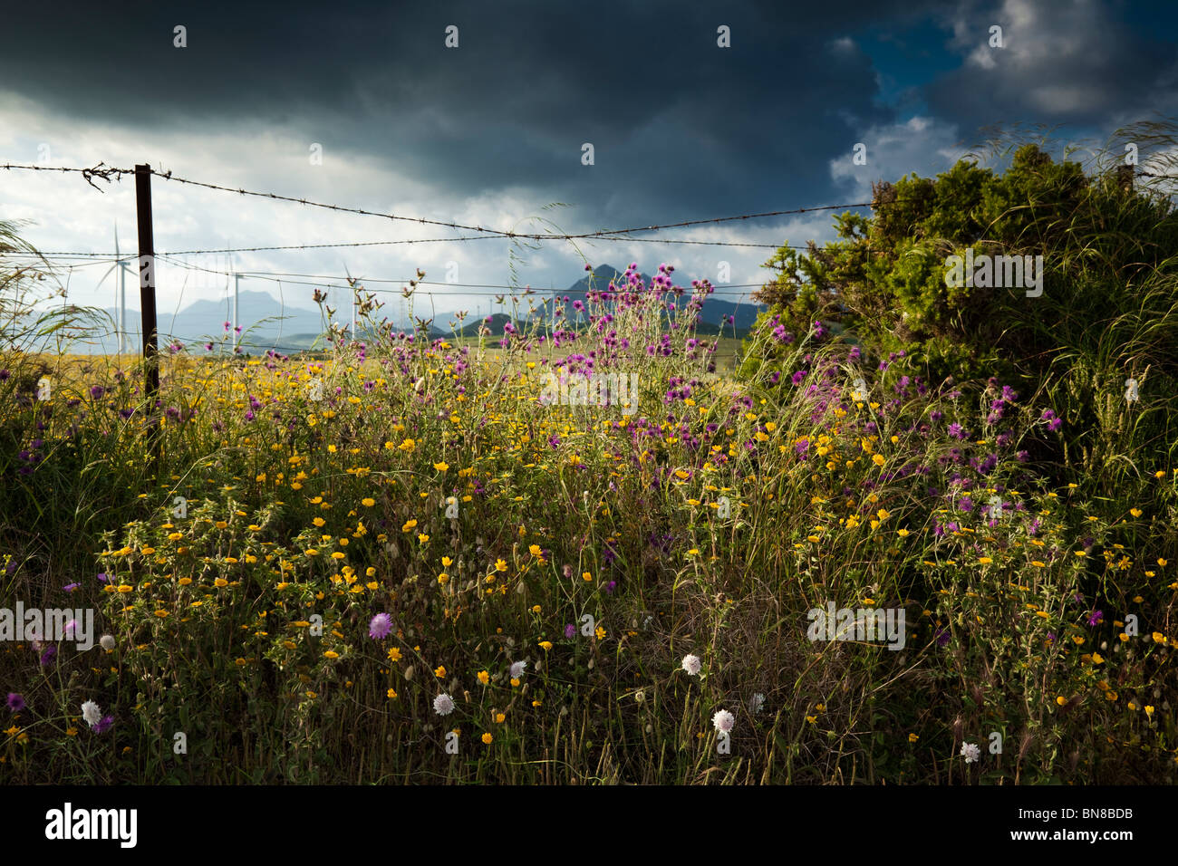 Nature verge spring flowers hi-res stock photography and images - Alamy