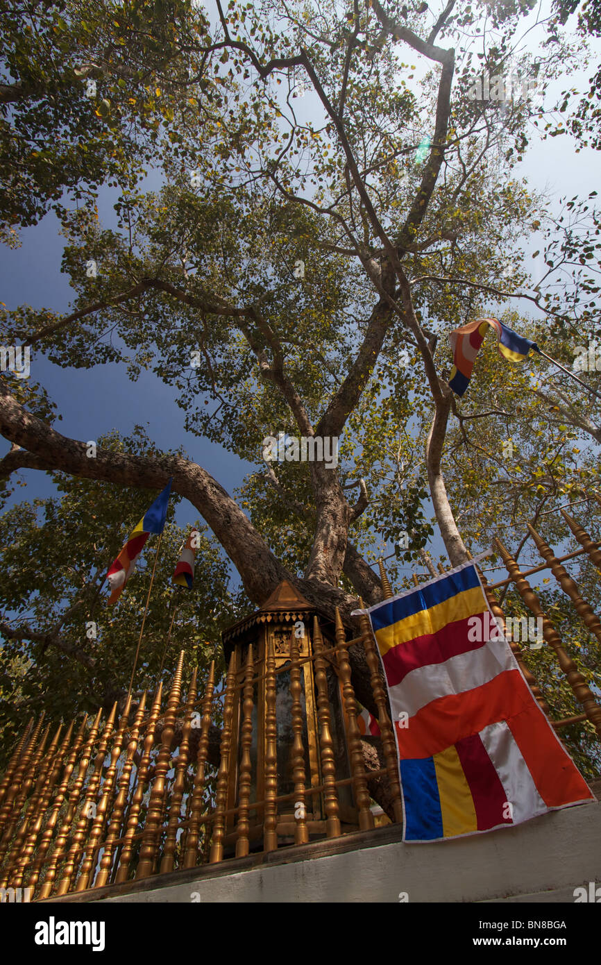 Sri maha bodhi tree sri lanka hi-res stock photography and images - Alamy