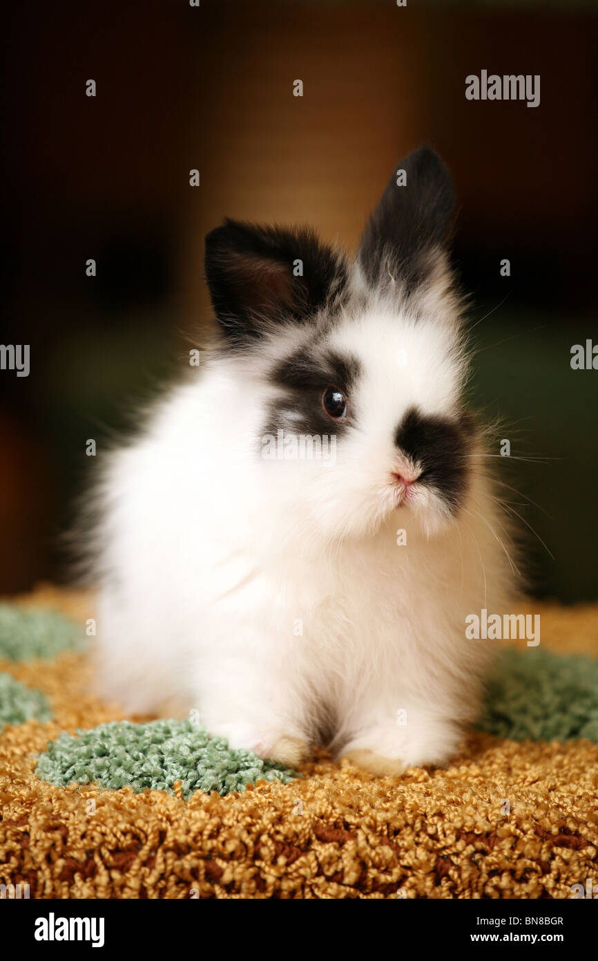 Small black-and-white Rabbit Stock Photo - Alamy
