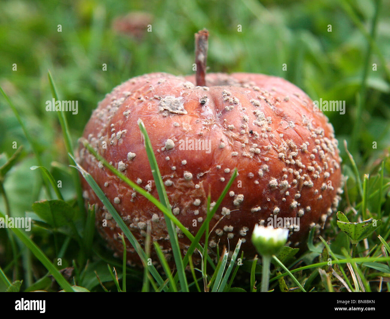 Rotten apple on meadow Stock Photo - Alamy