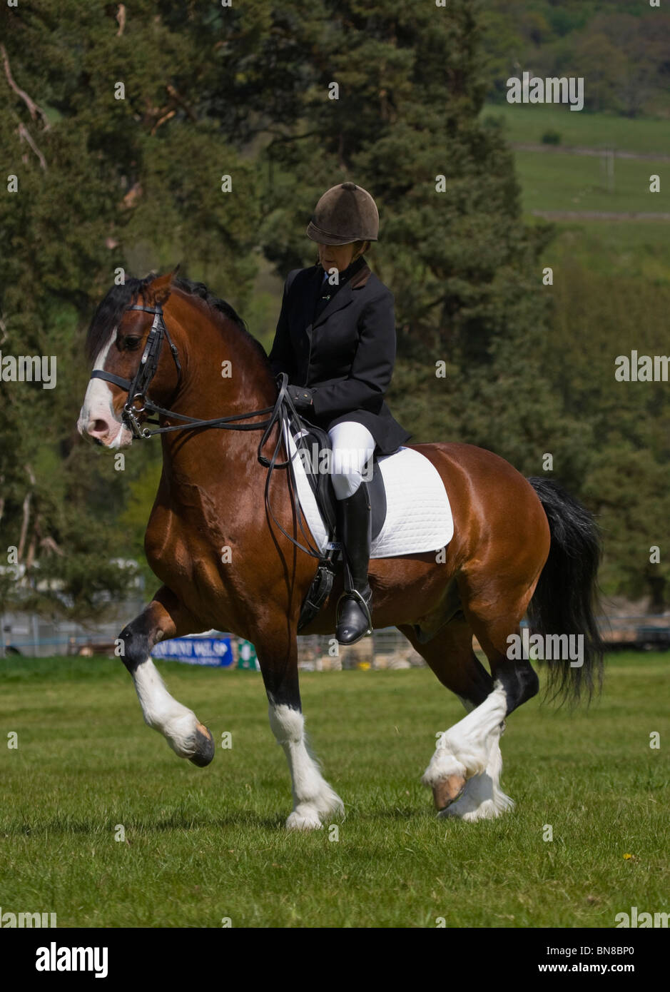 Welsh pony dressage hi-res stock photography and images - Alamy