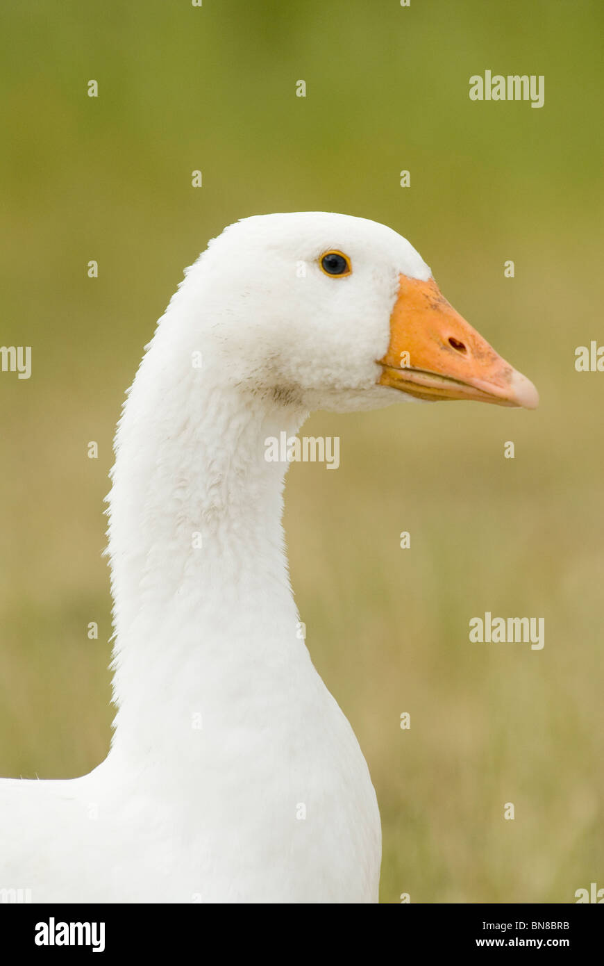 Free Range Goose Stock Photo - Alamy