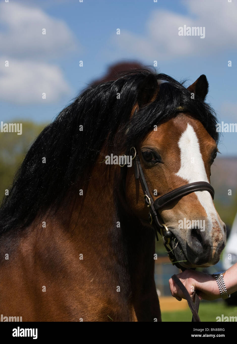 Welsh Mountain ponies stallion wales rare breed Stock Photo - Alamy