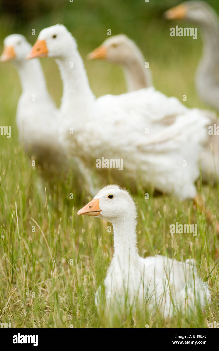 Free Range Goose Geese Stock Photo - Alamy