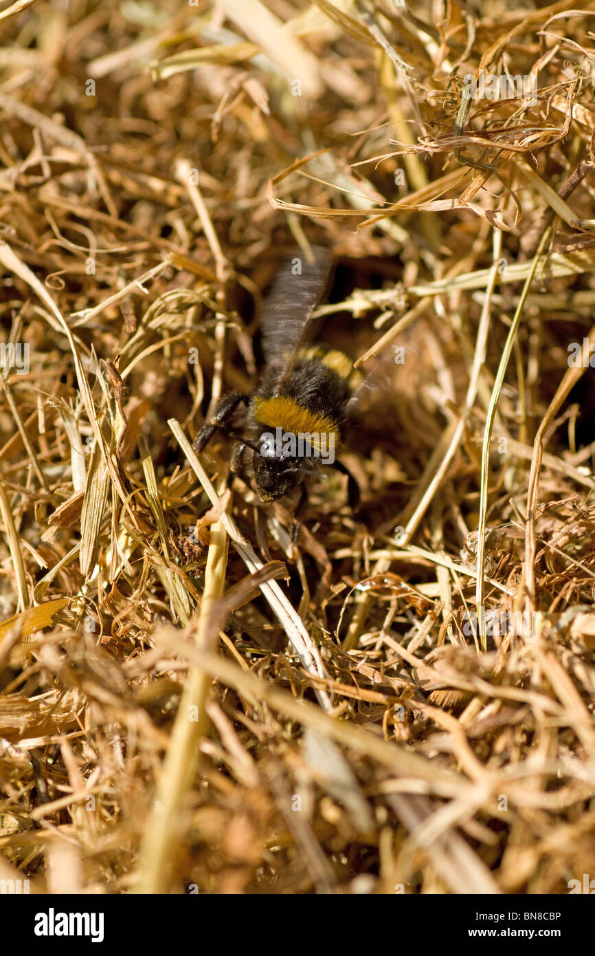 Bumble bee outside nest fanning its wings Stock Photo - Alamy