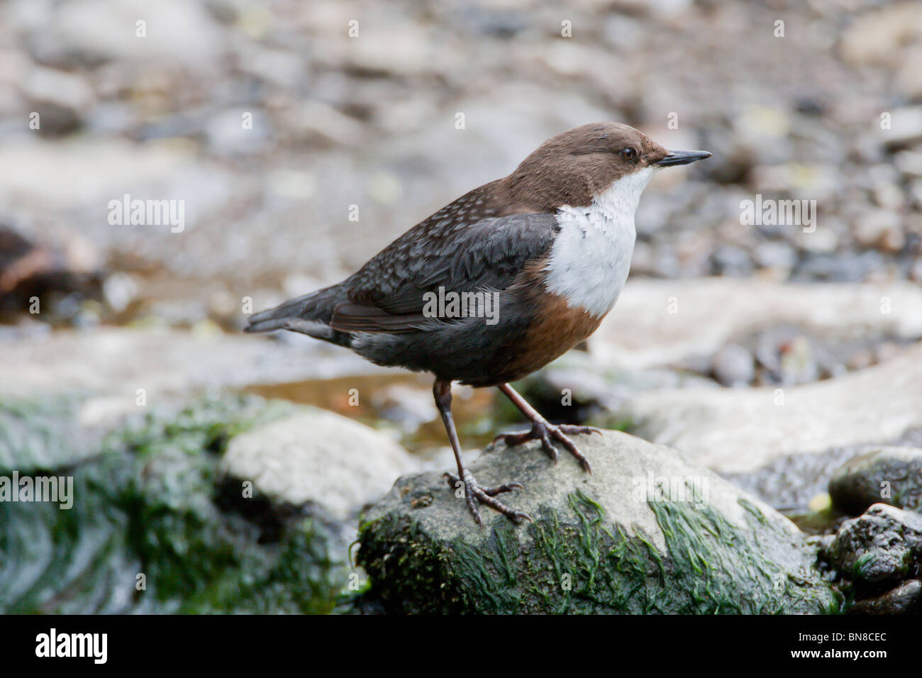 Dipper on the River Alyn, North Wales Stock Photo - Alamy
