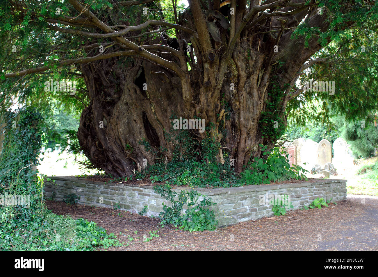 Old yew tree in St. Peter`s churchyard, Peterchurch, Herefordshire ...