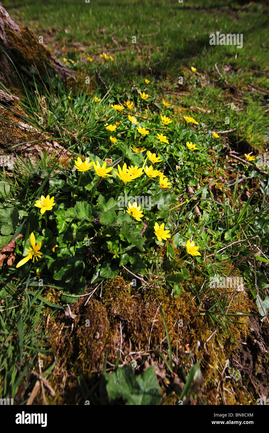 wild flowers growing in a wood in the countryside Stock Photo - Alamy