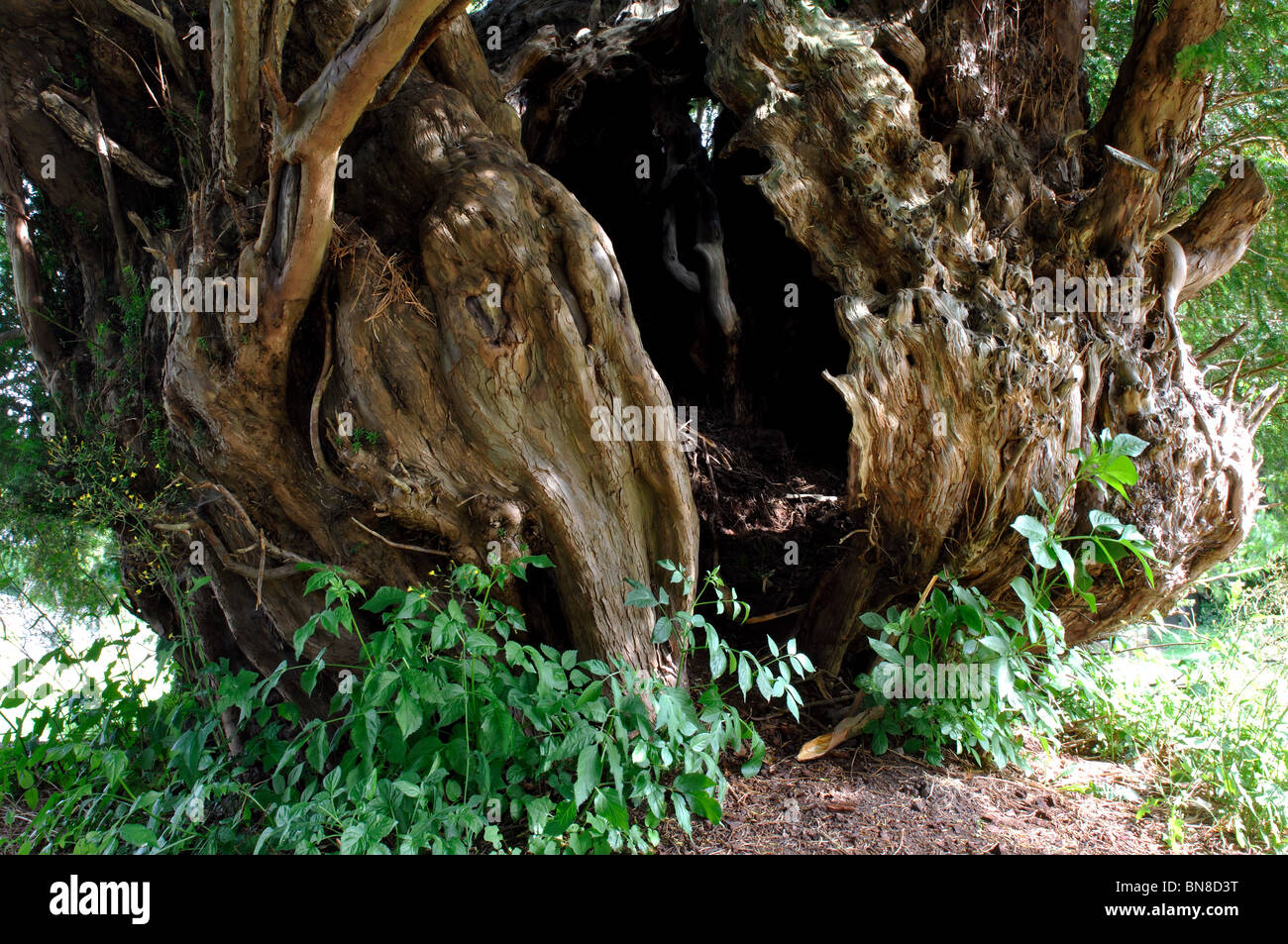 Ancient Yew Tree In Church Stock Photos & Ancient Yew Tree In Church ...