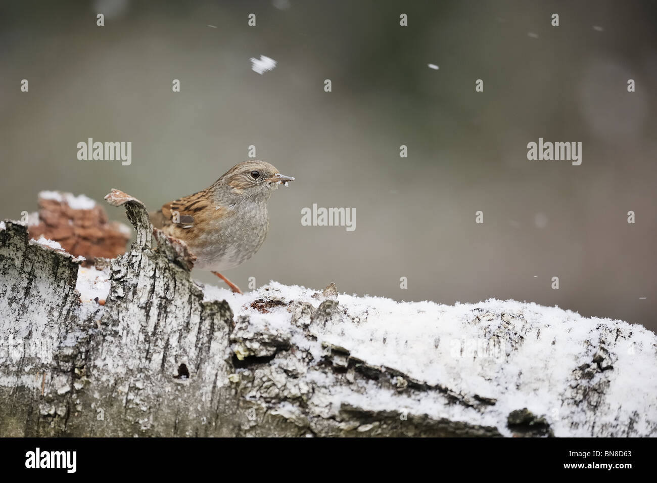 Dead Dunnock High Resolution Stock Photography and Images - Alamy