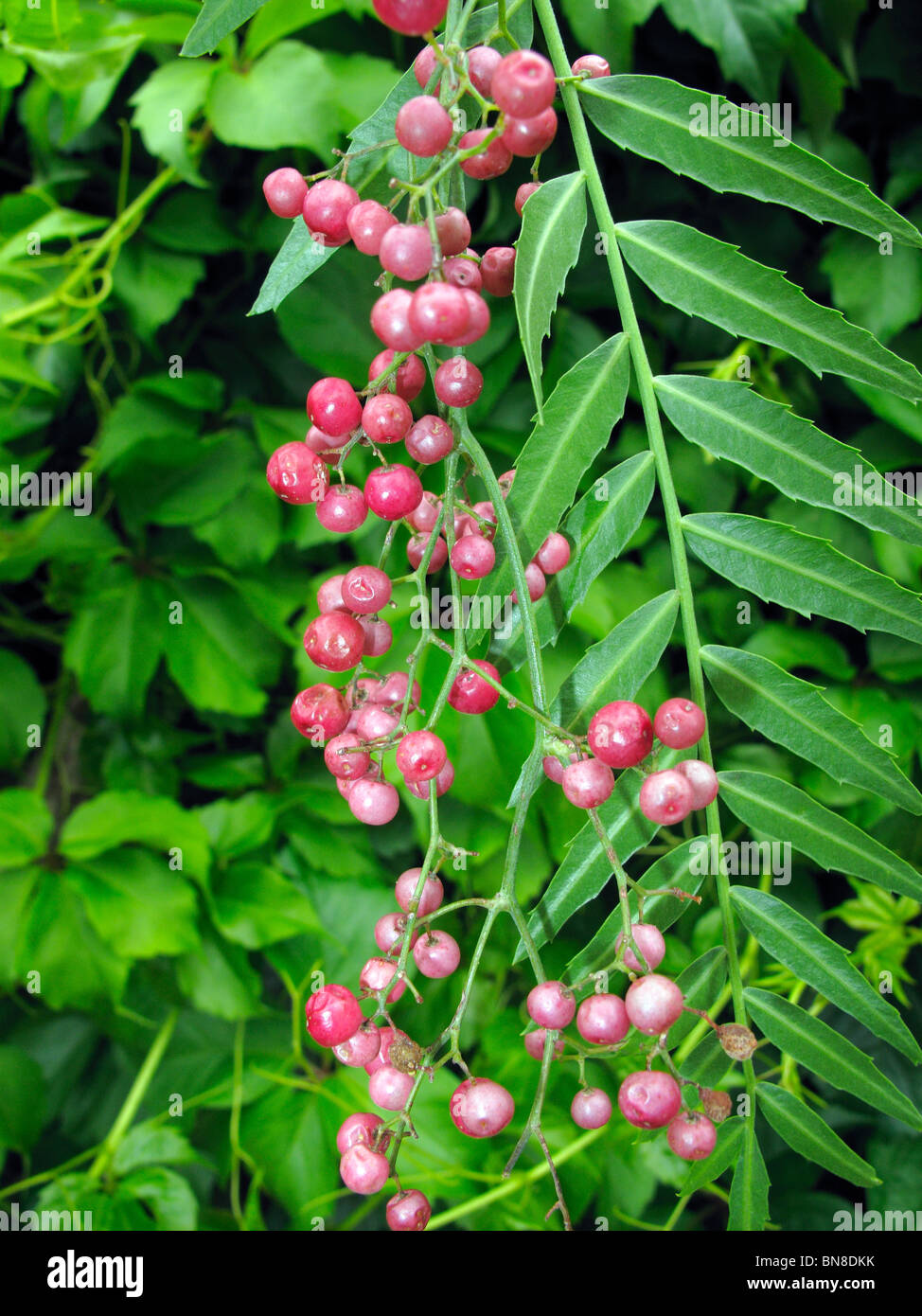 Peruvian or Californian Pepper Tree. Developing clusters of pink ...