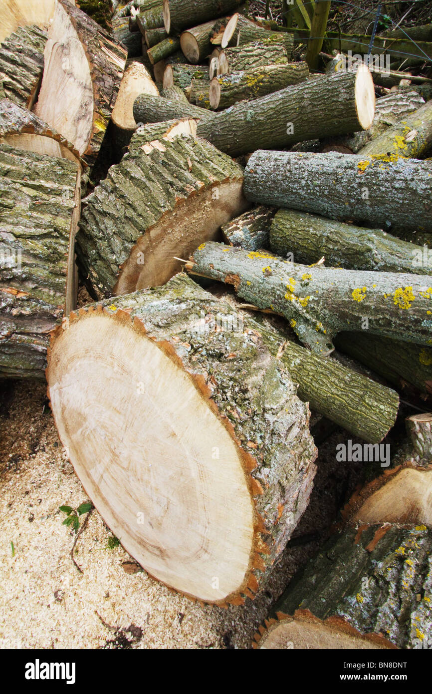 cut logs in forest firewood timber forestry Stock Photo - Alamy