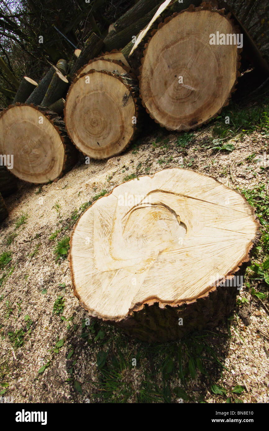 cut logs in forest firewood timber forestry Stock Photo - Alamy