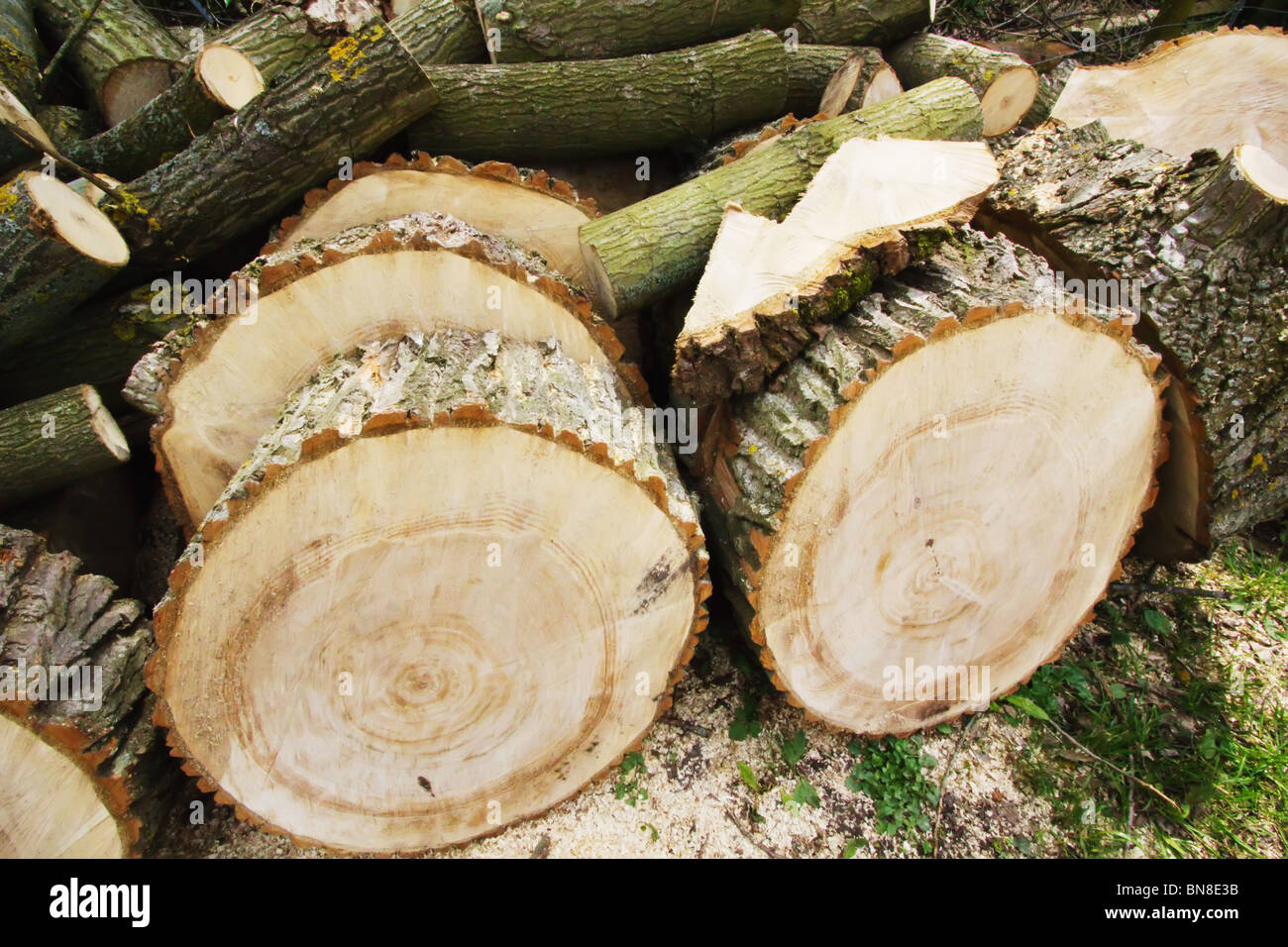 cut logs in forest firewood timber forestry Stock Photo - Alamy
