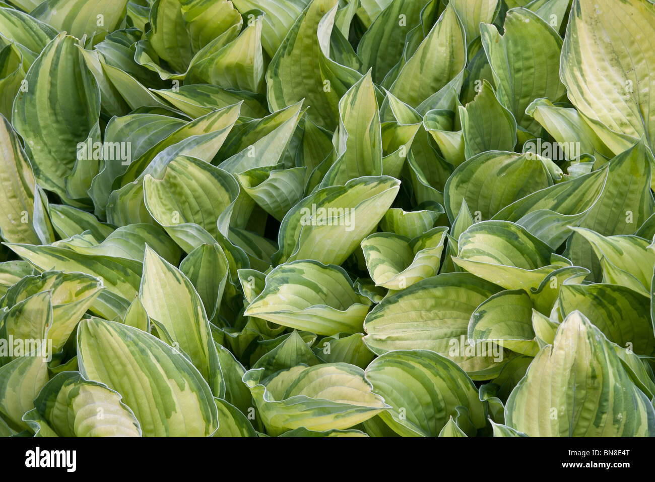 Massed Blooms High Resolution Stock Photography and Images - Alamy