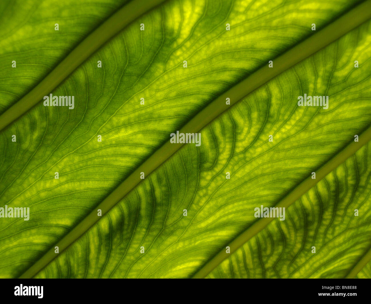 macro shot of plant leaf. Sunlight shinning through a plant leaf ...