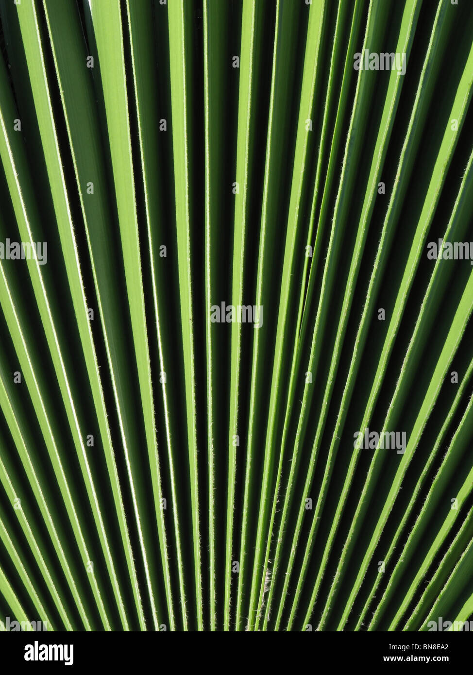 texture of tree leaf Stock Photo - Alamy