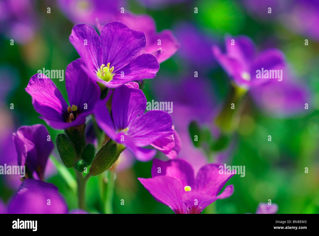 Aubrieta flowers hi-res stock photography and images - Alamy