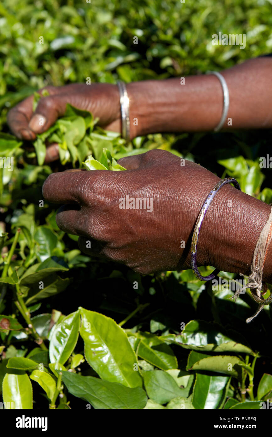 hands picking tea Stock Photo - Alamy