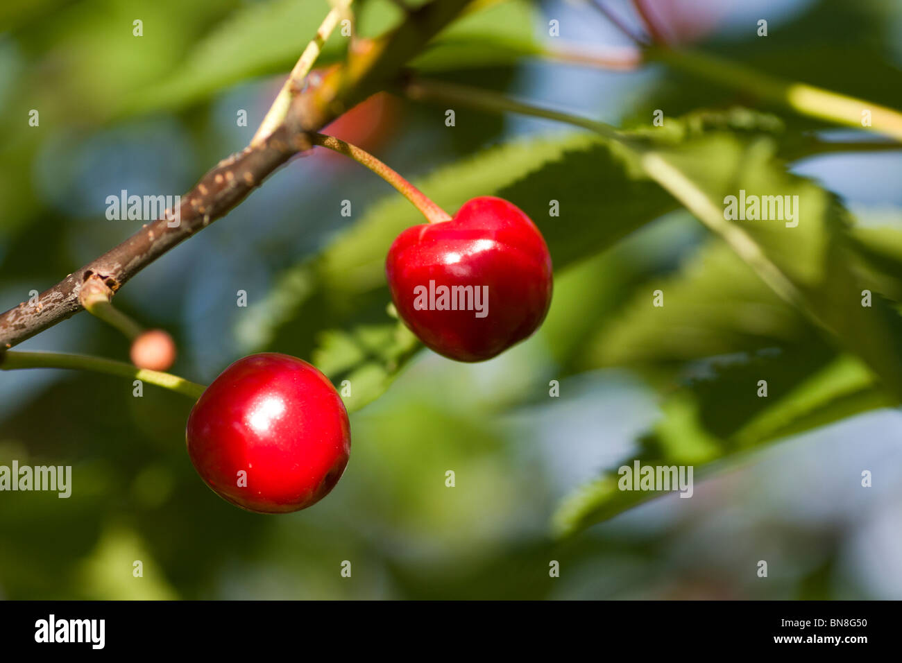 Pair of red cherry fruit on the tree Stock Photo - Alamy