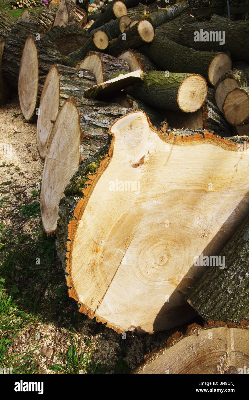 cut logs in forest firewood timber forestry Stock Photo - Alamy