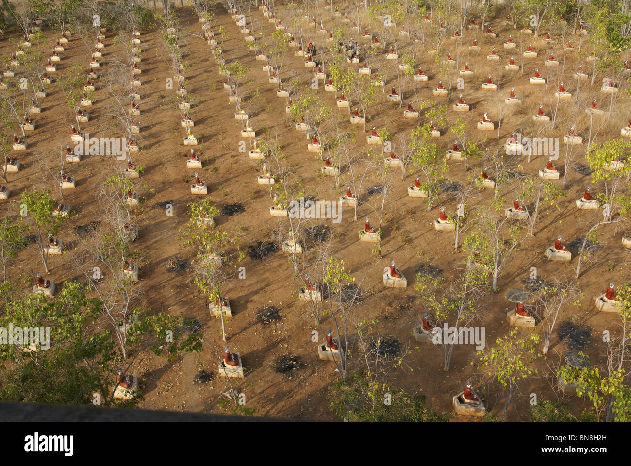 Banyan burma tree hi-res stock photography and images - Alamy