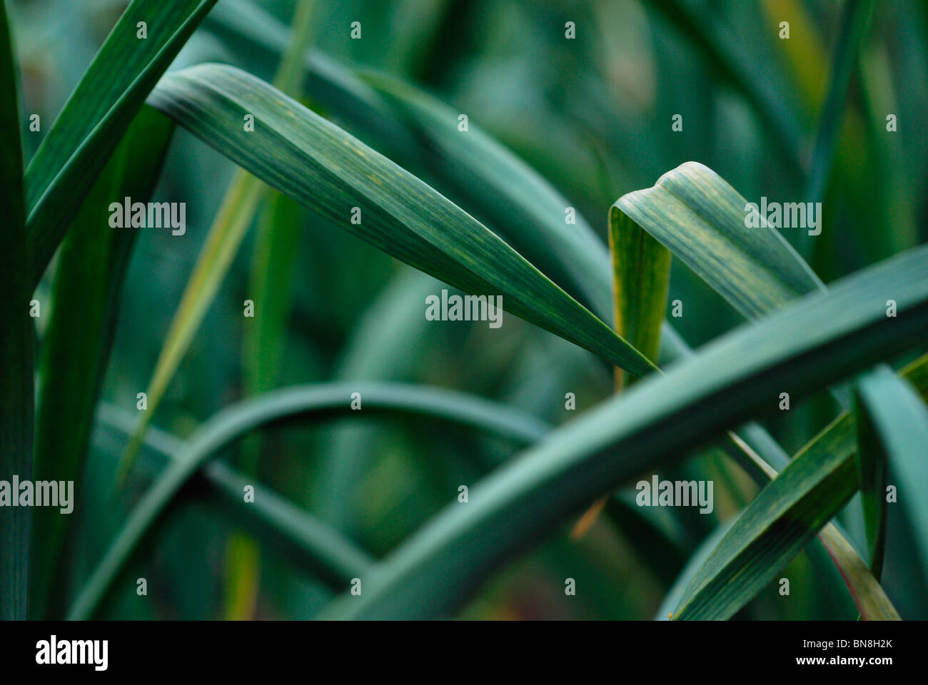 Garlic leaves hi-res stock photography and images - Alamy