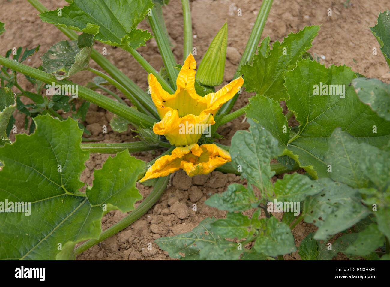 Marrow Plant Stock Photos & Marrow Plant Stock Images - Alamy