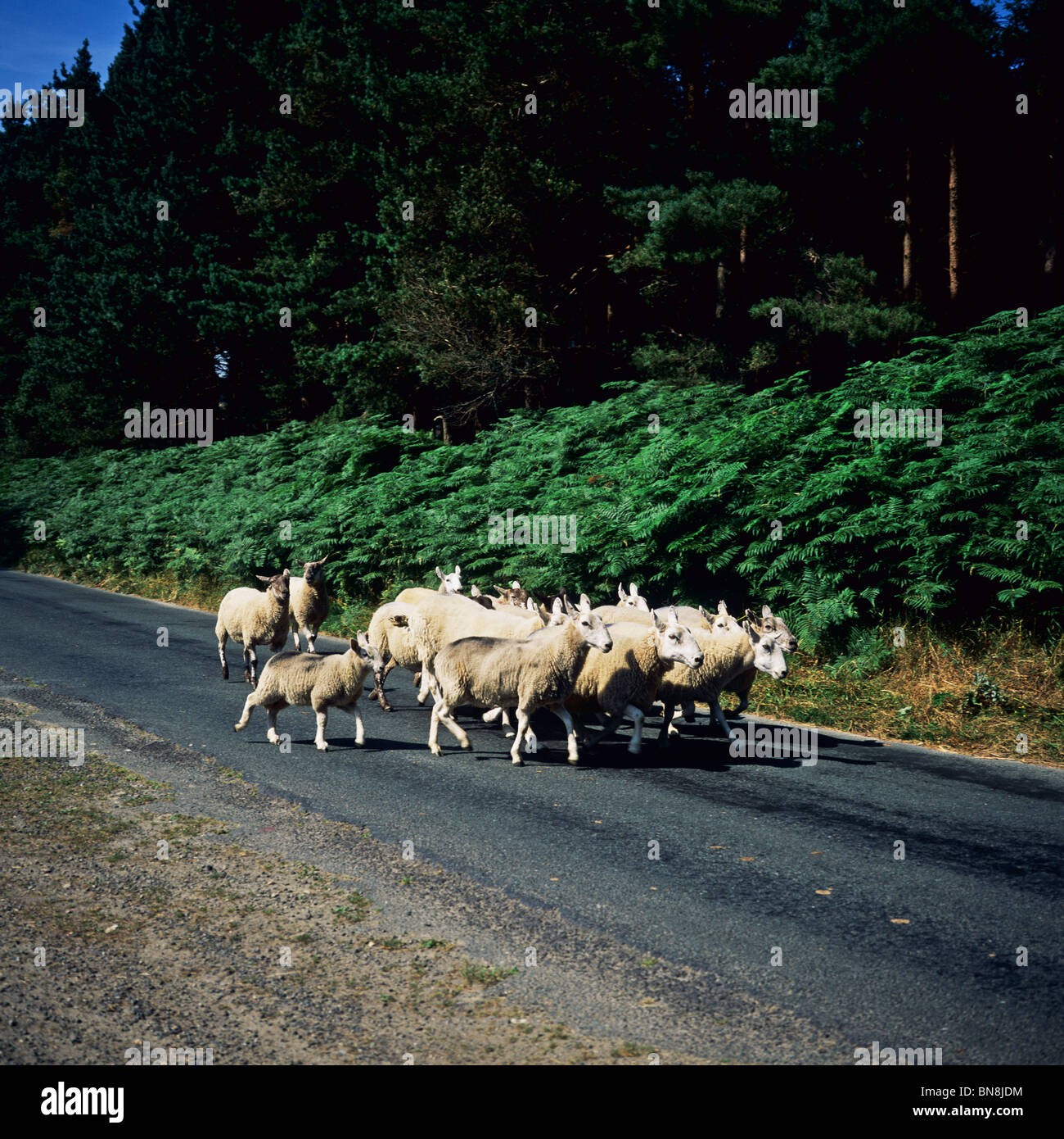 SHEEP RUN ON COUNTRY ROAD, COUNTY WICKLOW, IRELAND, EUROPE Stock Photo ...