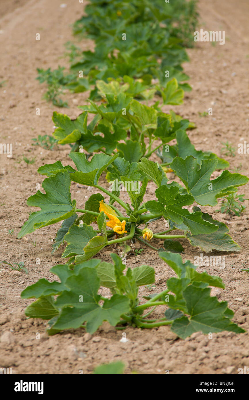 Marrow plant hi-res stock photography and images - Alamy