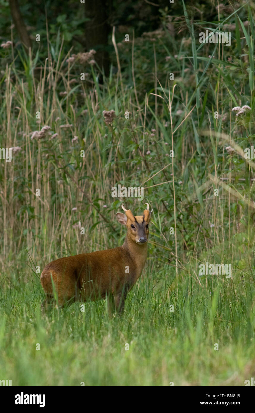 Muntjac deer, (Muntiacus reevesi), male in meadow Stock Photo - Alamy