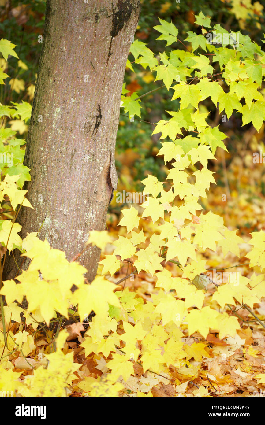 English maple tree hi-res stock photography and images - Alamy
