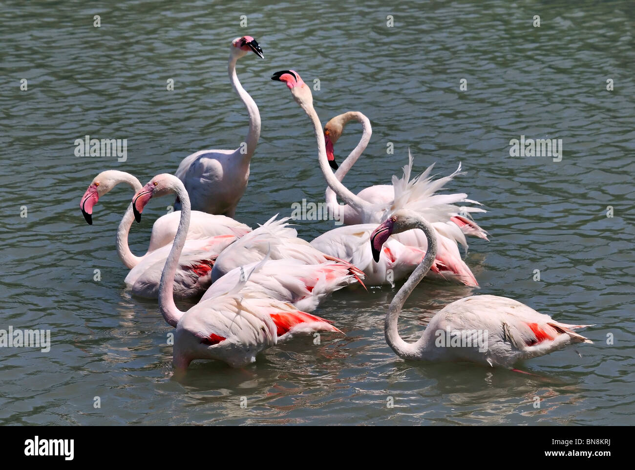Vibrant pink flamingos gathered in hi-res stock photography and images ...