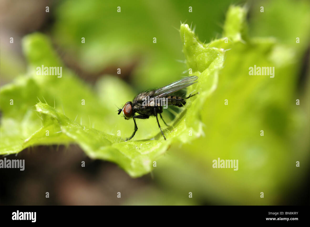 Hairy lettuce hi-res stock photography and images - Alamy
