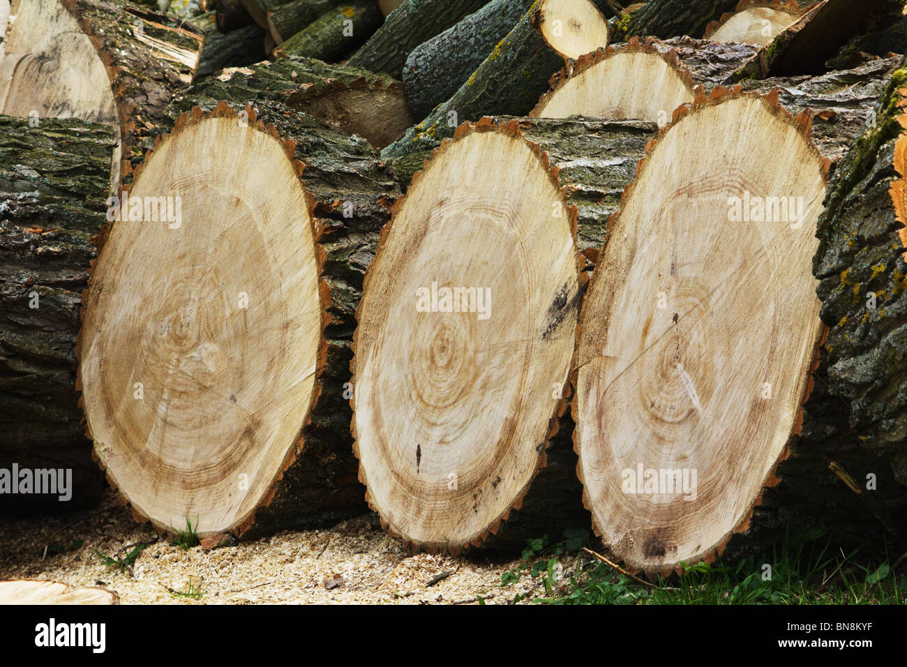 cut logs in forest firewood timber forestry Stock Photo - Alamy