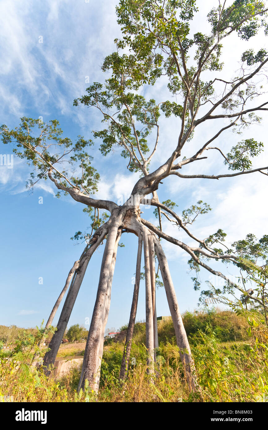 Big monster tree. Stand alone Stock Photo - Alamy