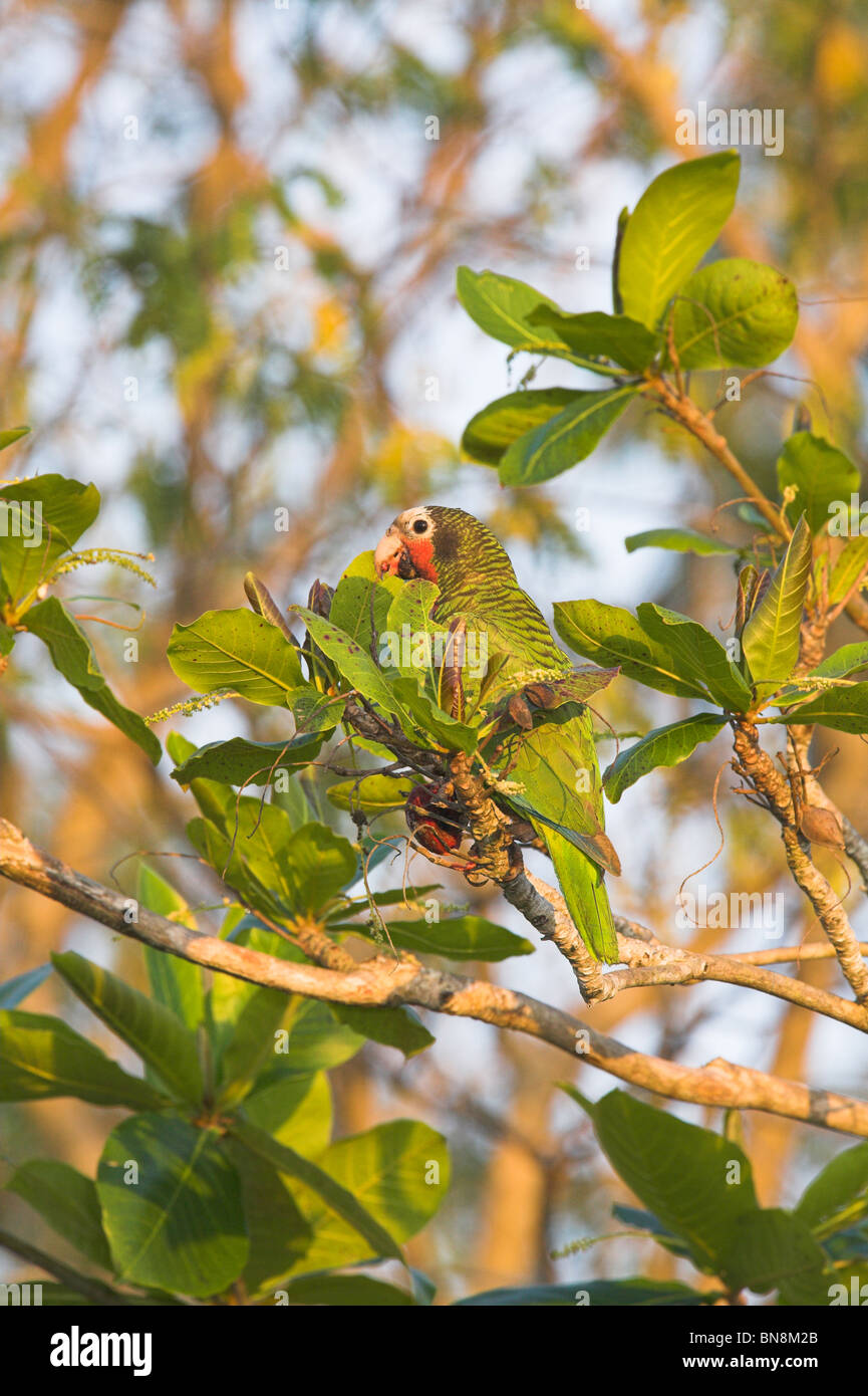 Cuban Parrot Amazona leucocephala adult perched and feeding in tree at ...