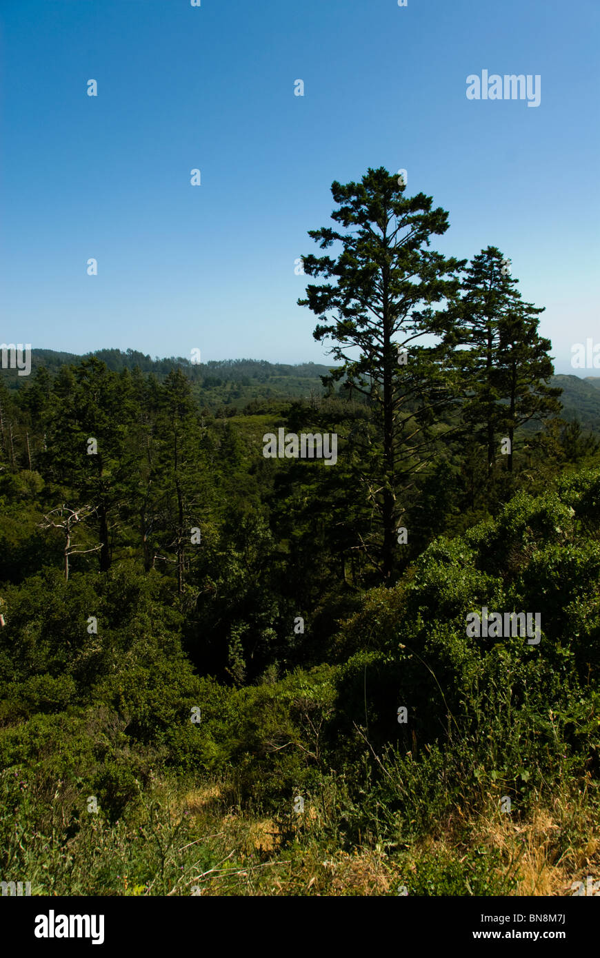 Point reyes san francisco hi-res stock photography and images - Alamy