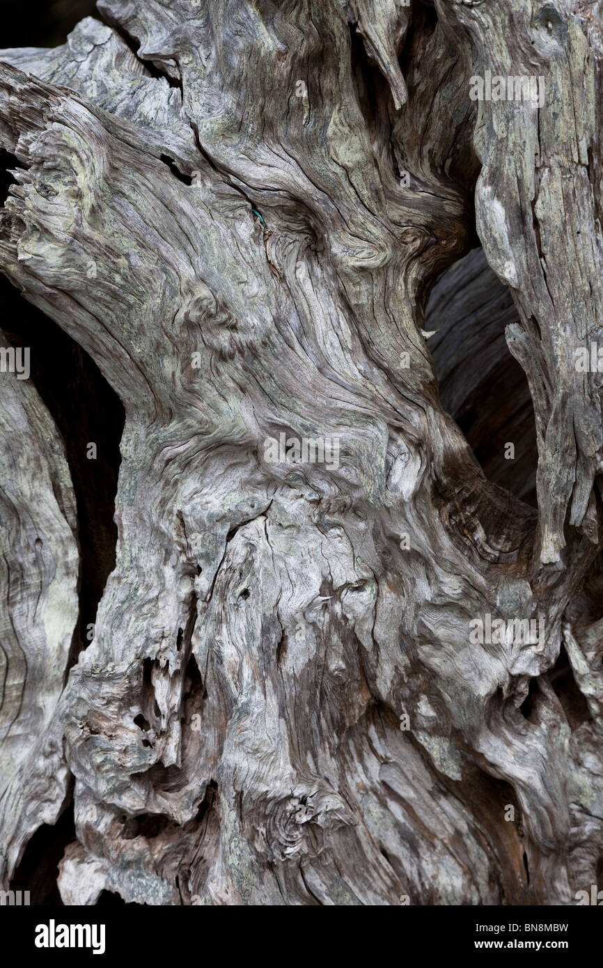 Weathered Tree Trunk close up shot for background Stock Photo - Alamy